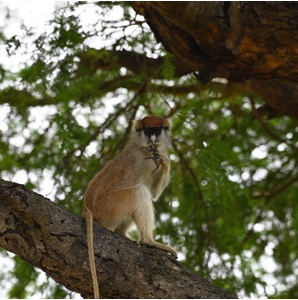 Fred's Travel BlogUganda 2021 – Day Four